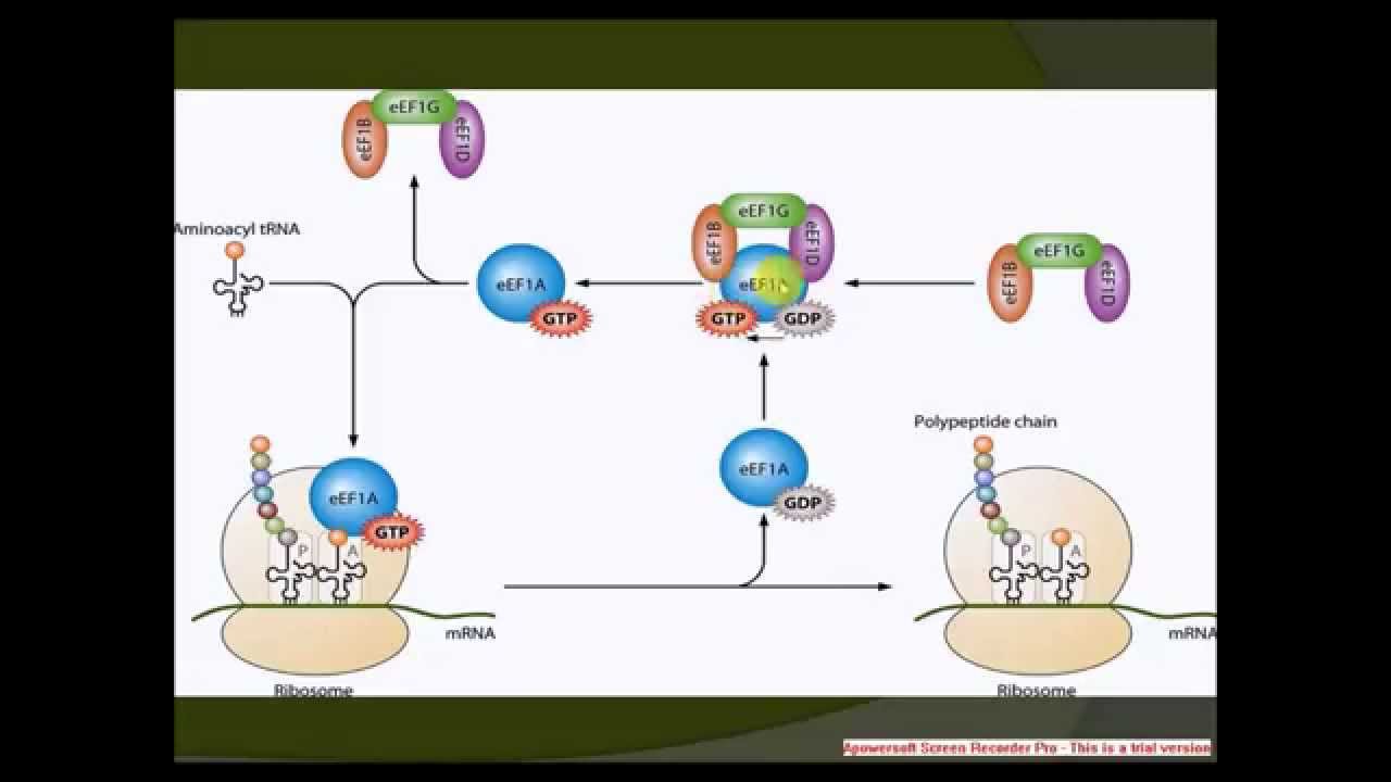 Eukaryotic elongation factors of translation - YouTube