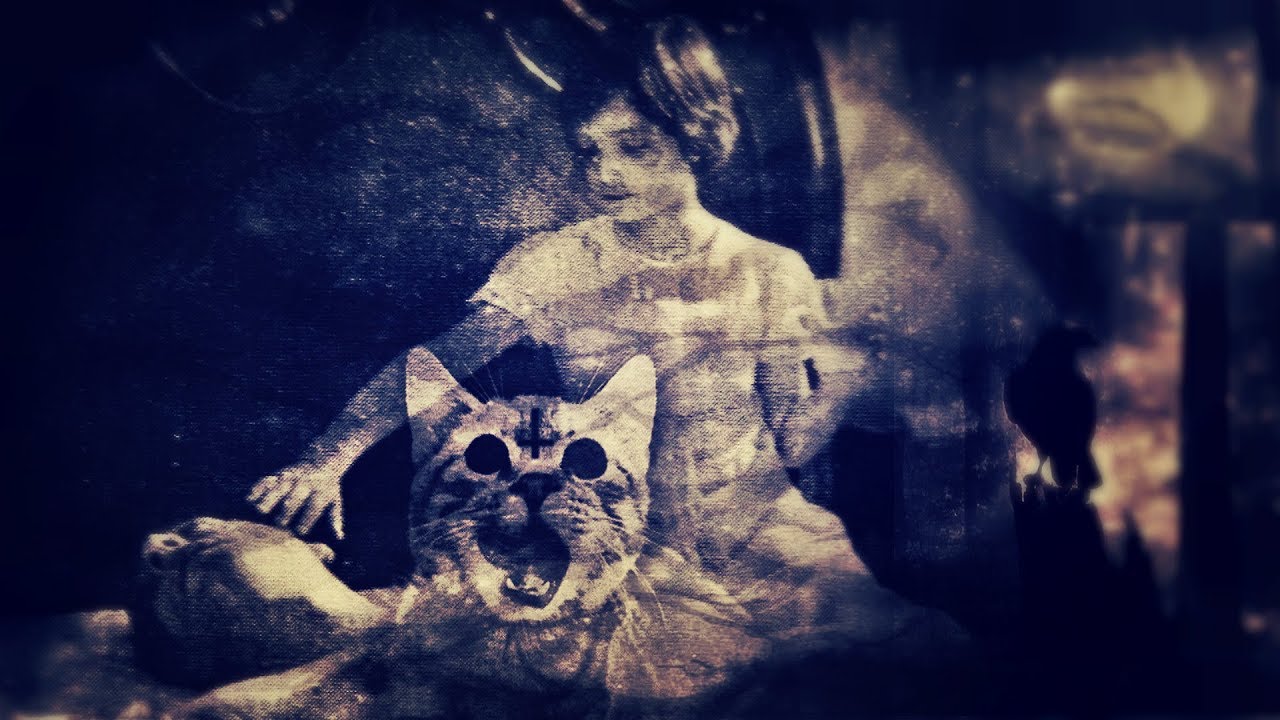 Los Gatos y su Impresionante Conexion con lo Paranormal - Gatos ...