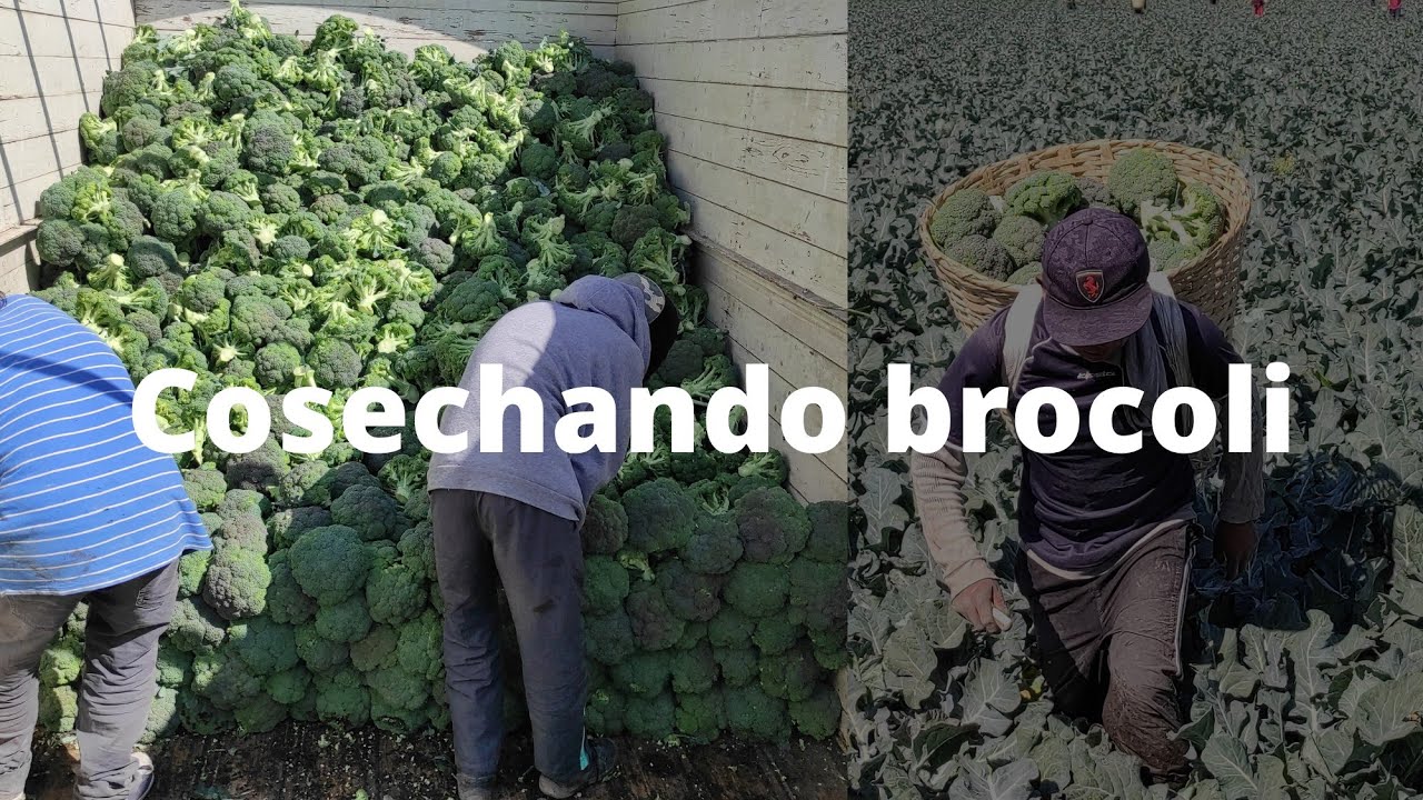 Así se cosecha (corta) el brócoli!! Puro trabajador fregón mexicano ...