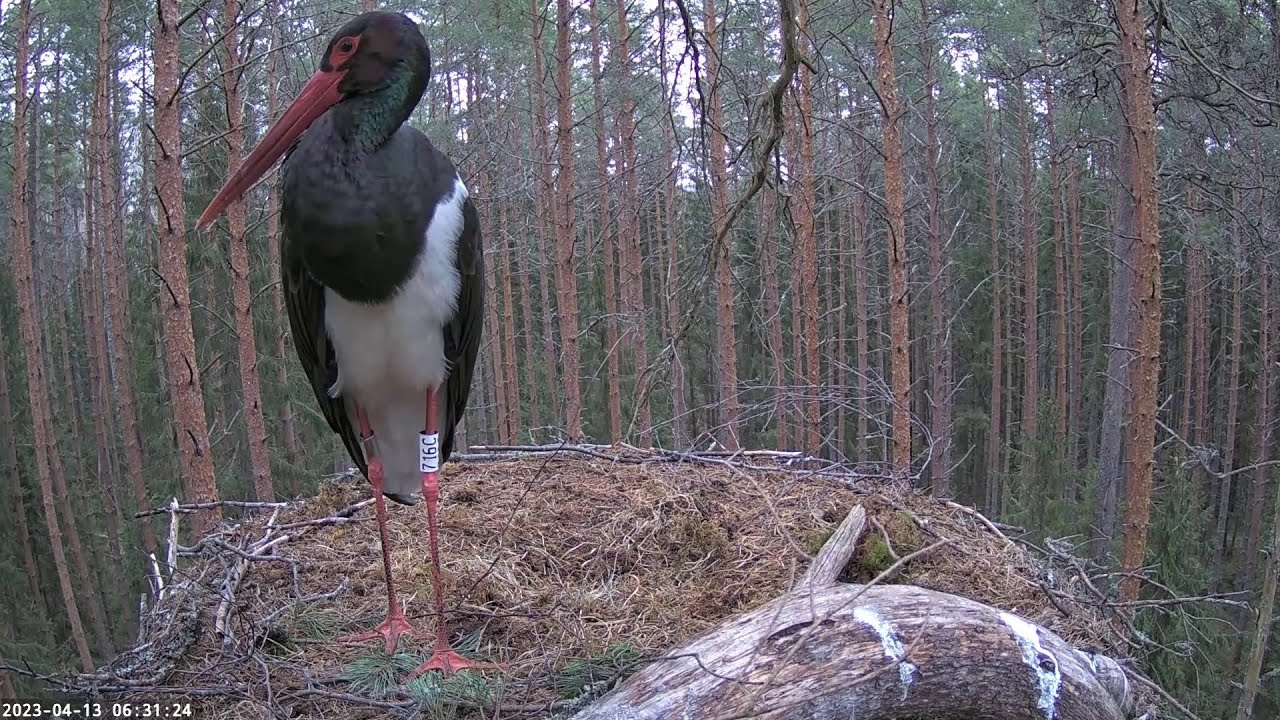 КАРТА МІГРАЦІЇ КАРЛА В КОНГО. ЛЕЛЕКА. ЕСТОНІЯ 14-4-23-MAP OF CARL'S ...