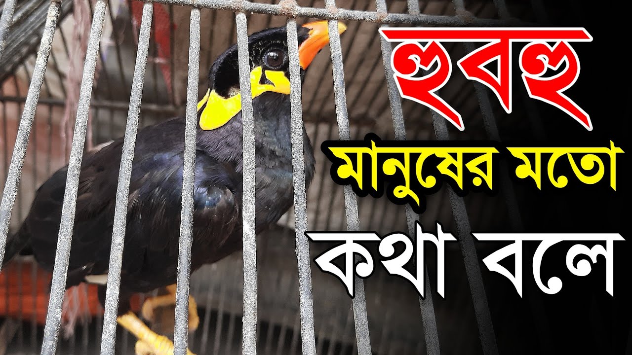 কথা বলা ময়না পাখি | Kotha Bola Moyna Pakhi | Talking Bird | Moyna Pakhir Kotha Bola | Pet Birds ...