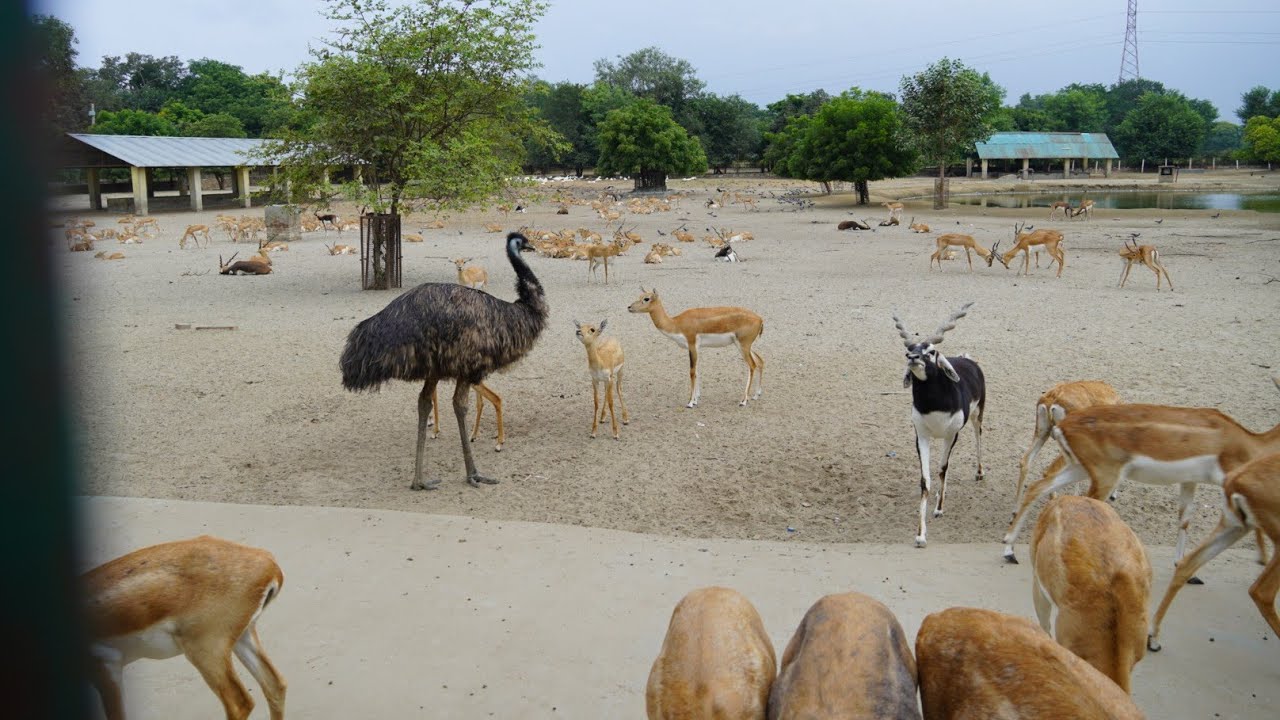 Raman Reti in Gokul |Animal park Deer, Elephant, Emu, Peacock etc Gokul ...