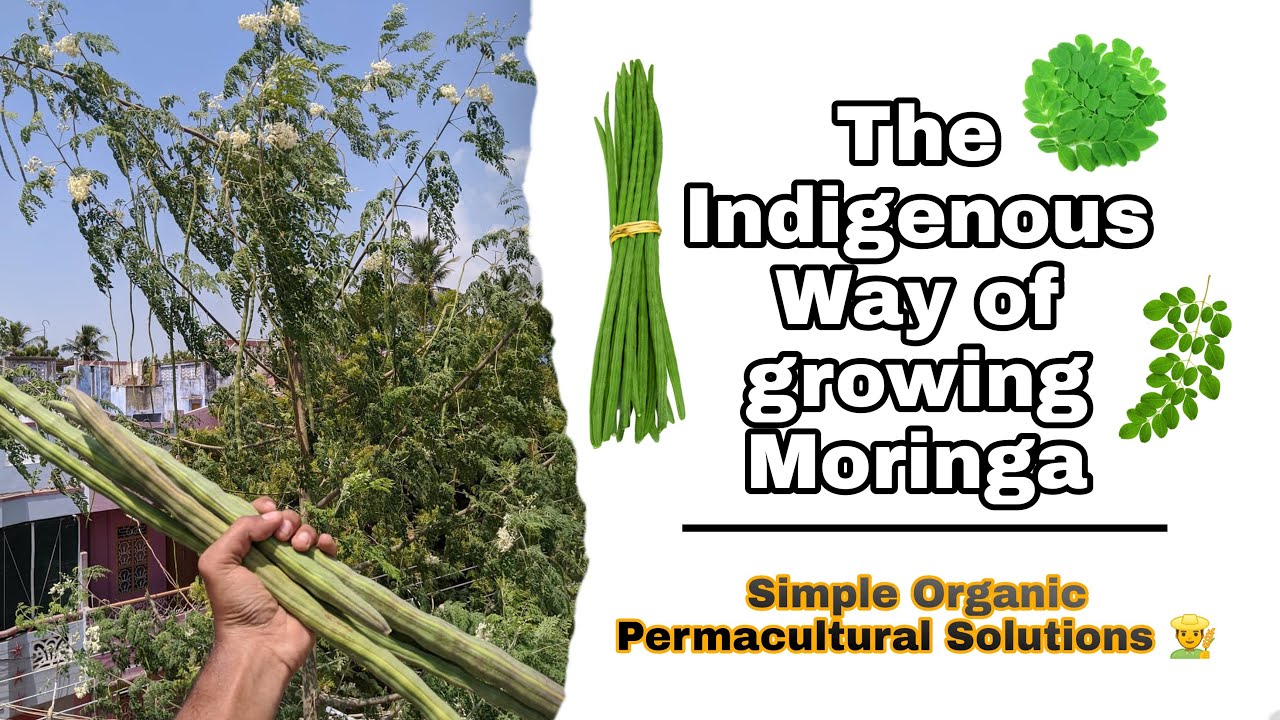 The Indigenous Way Of Growing Moringa 🌱| Successful growth and high ...