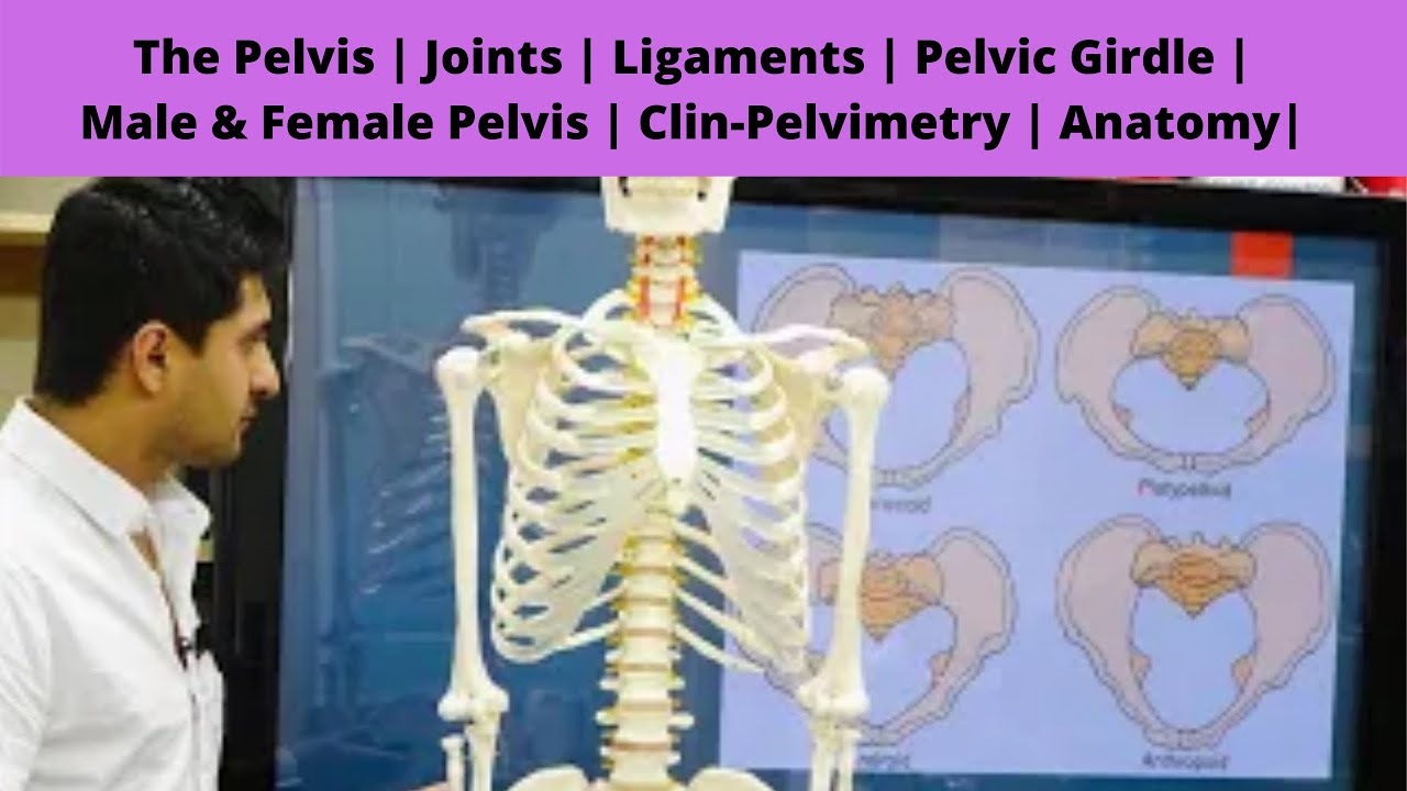 The Pelvis | Joints | Ligaments | Pelvic Girdle | Male & Female Pelvis ...