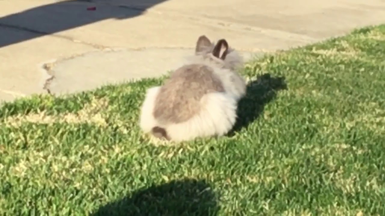 Slow mo on the super bunny ( so cute) - YouTube