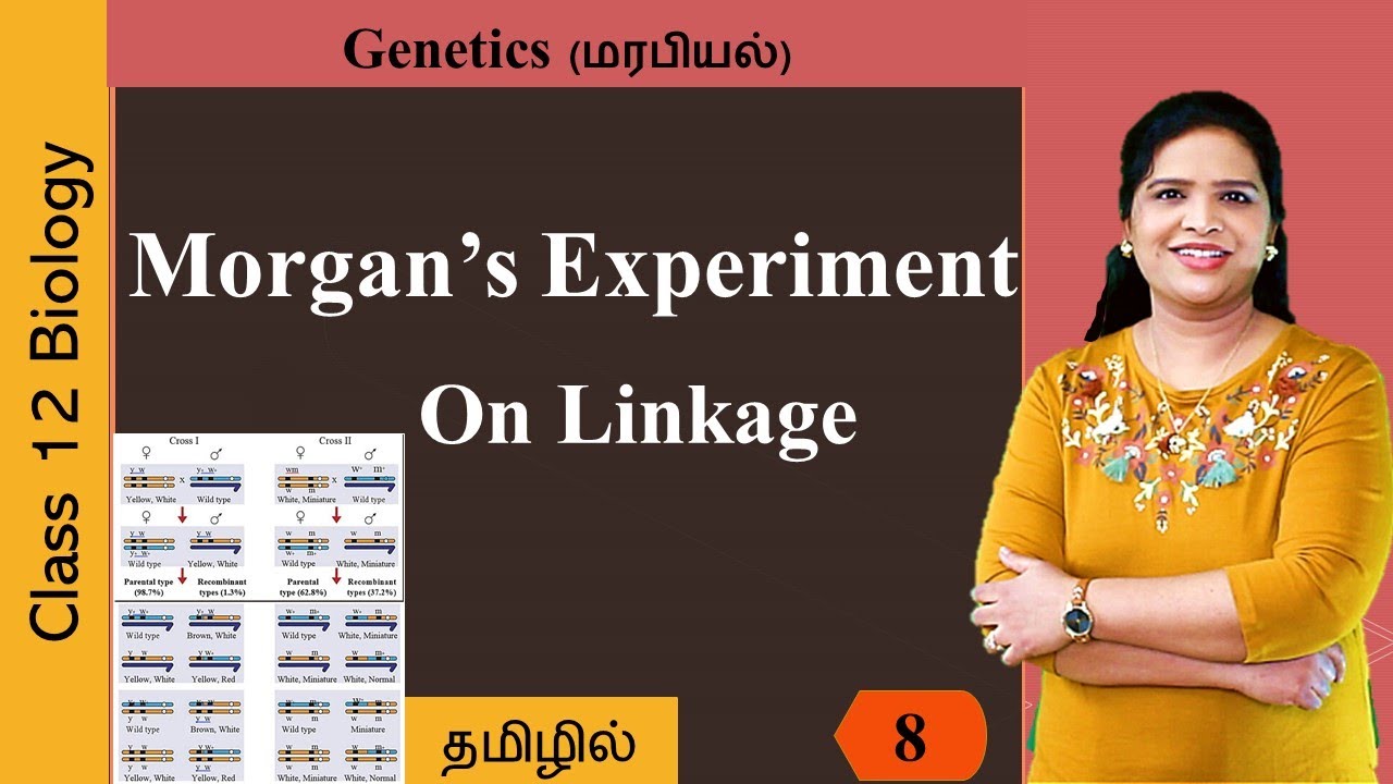 T.H. Morgan's Experiment on Linkage | Genetics ( NCERT Class 12) - YouTube