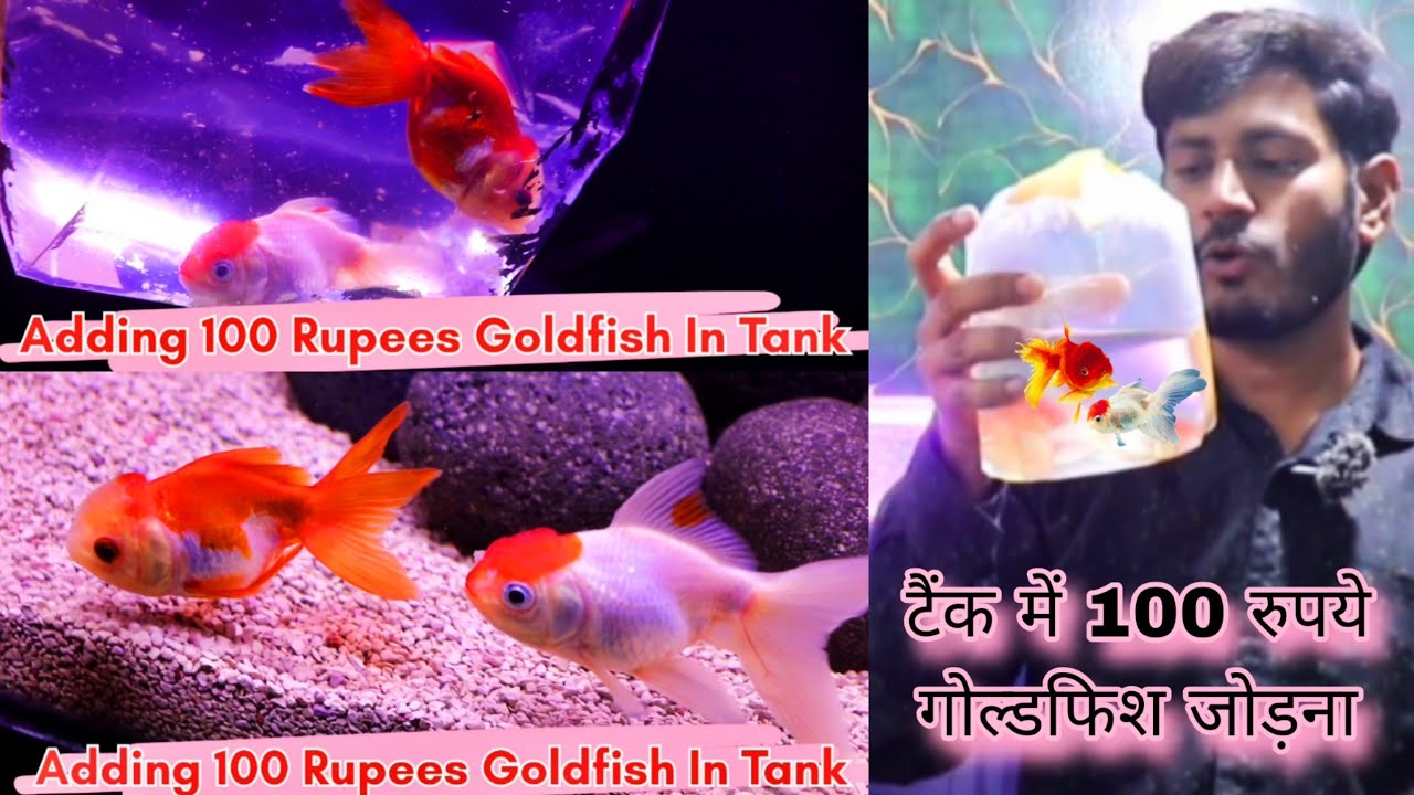 Adding 100 Rupees Goldfish In Tank, Adding New Goldfish in Aquarium ...