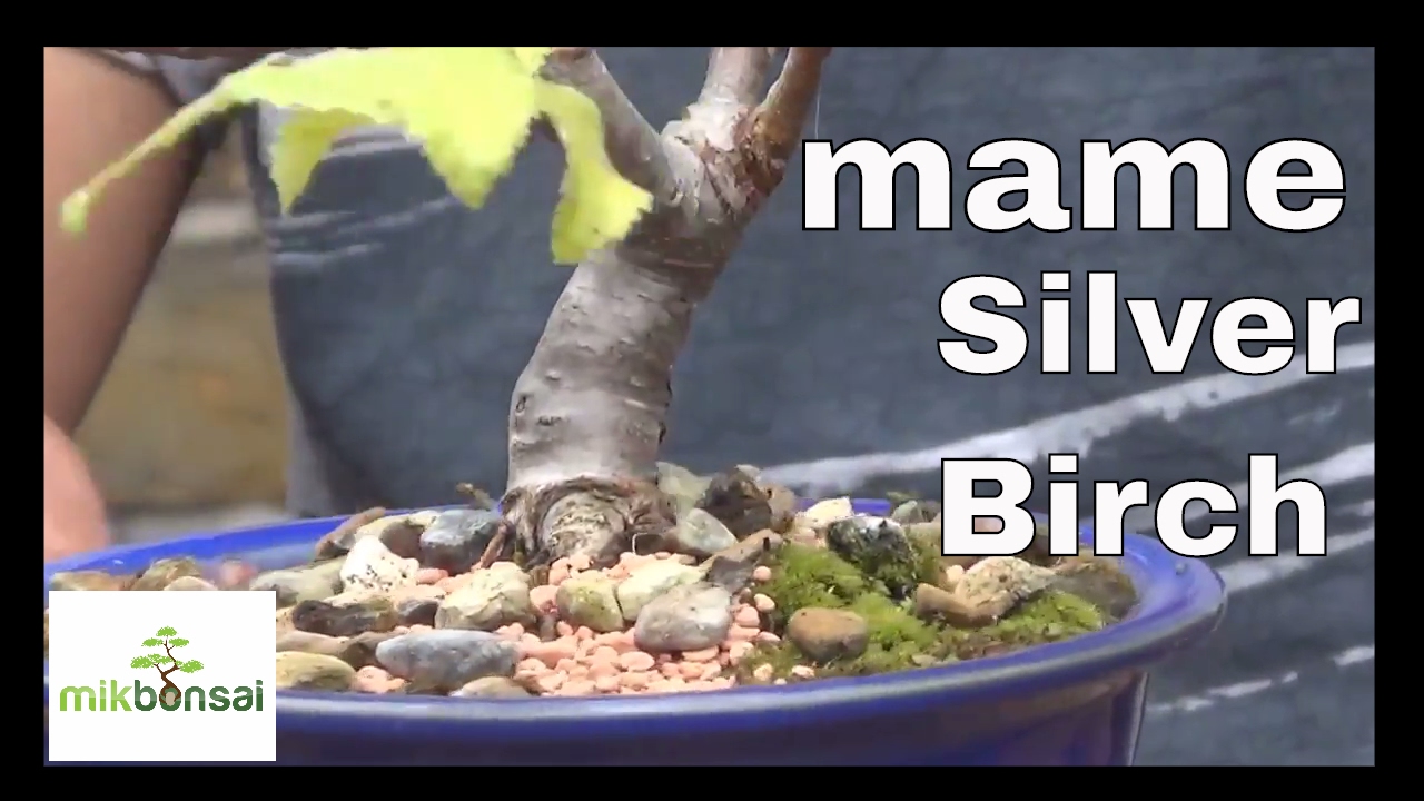 Bonsai - Silver Birch Betula bonsai trees Part 2 - by mikbonsai - YouTube