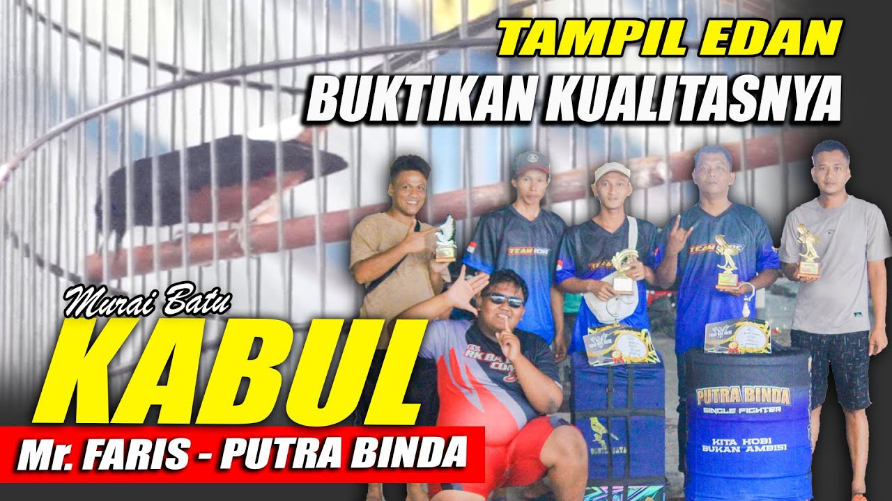 BUKTI NYATA AKSI MURAI BATU KABUL PEMILIK Mr FARIS - PUTRA BINDA RAIH ...