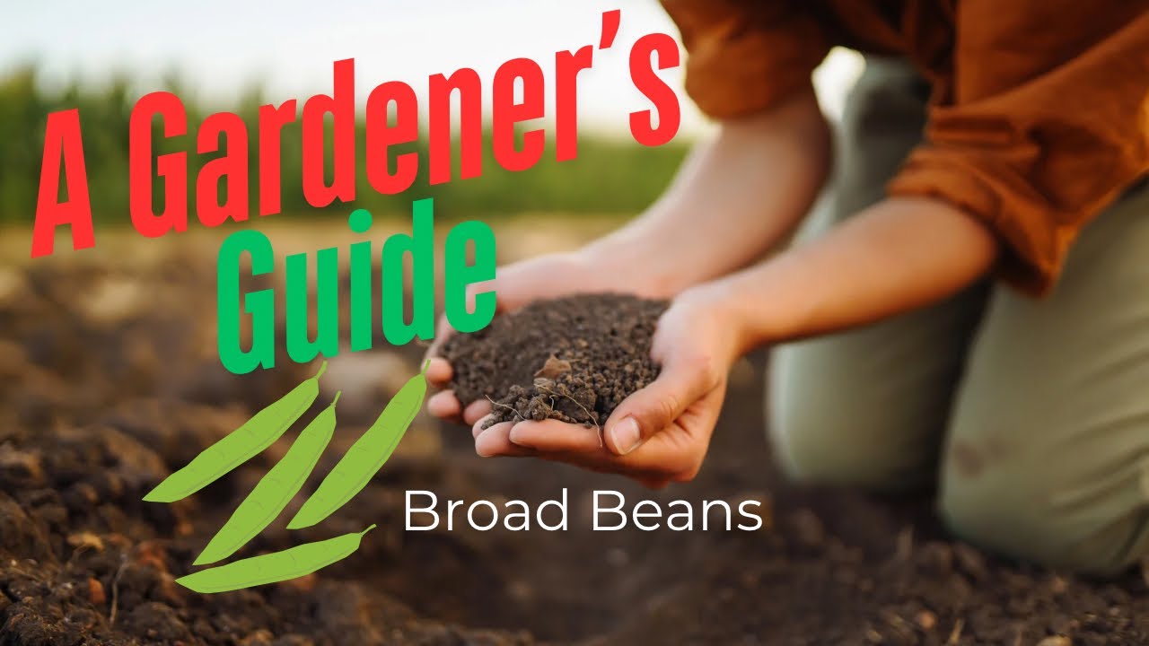 When to Plant Broad Beans: A Gardener’s Guide - YouTube