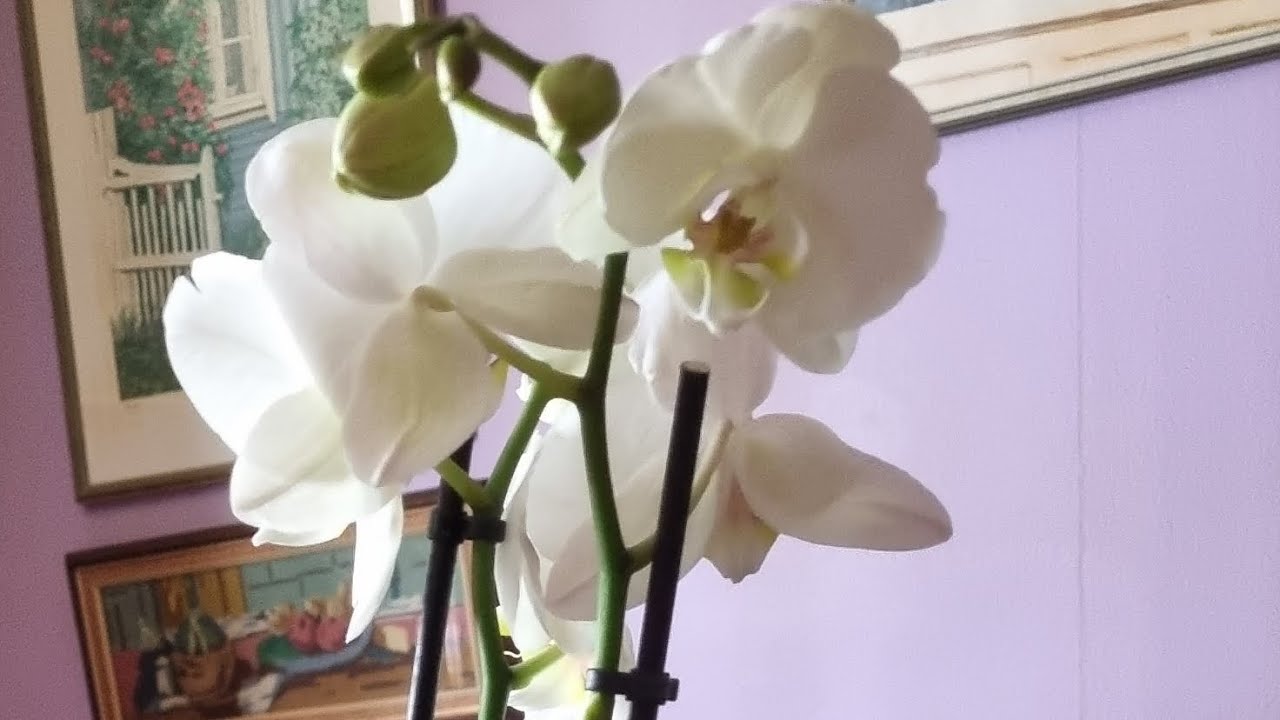 How to make an orchid without flowers to rest and to Bloom again - YouTube