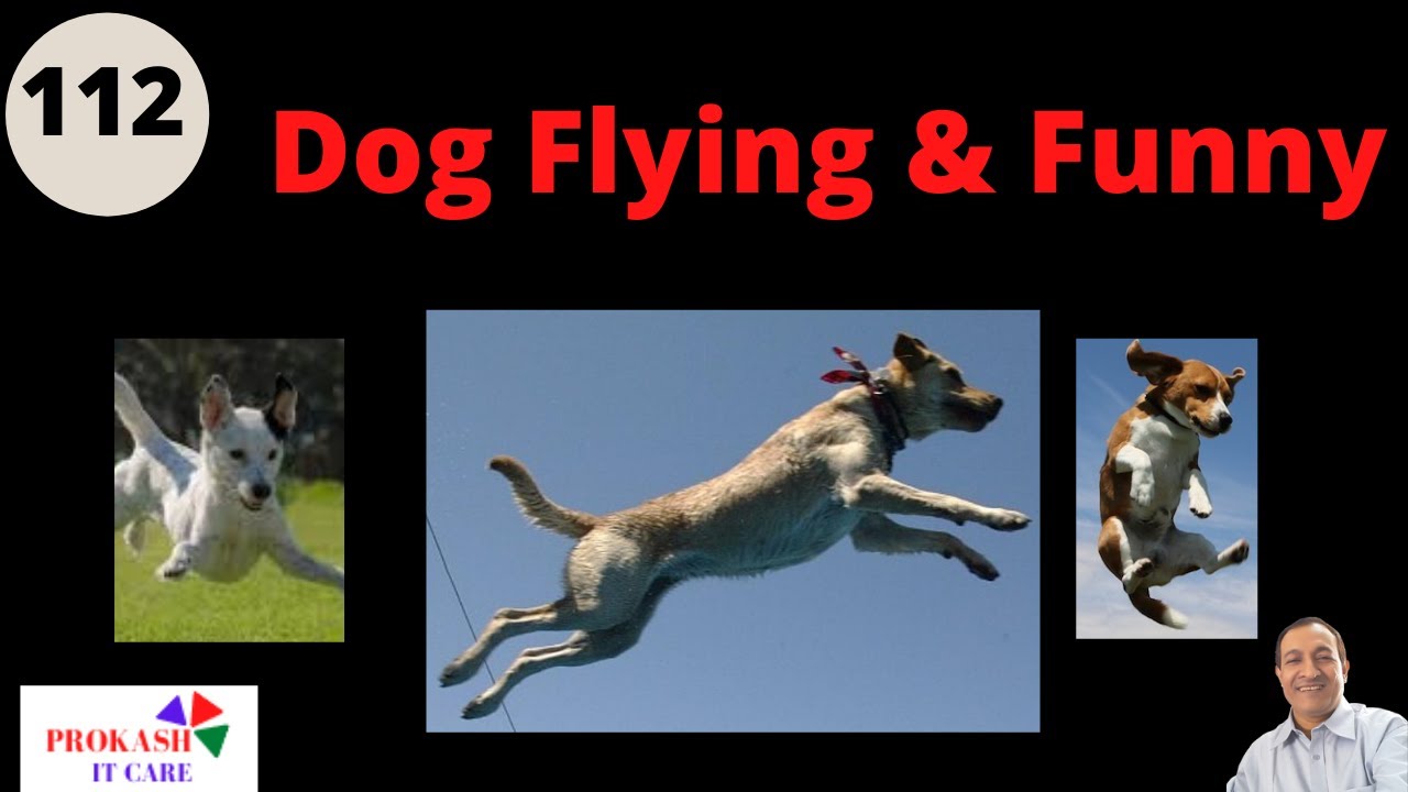 Dog Flying & Funny - YouTube