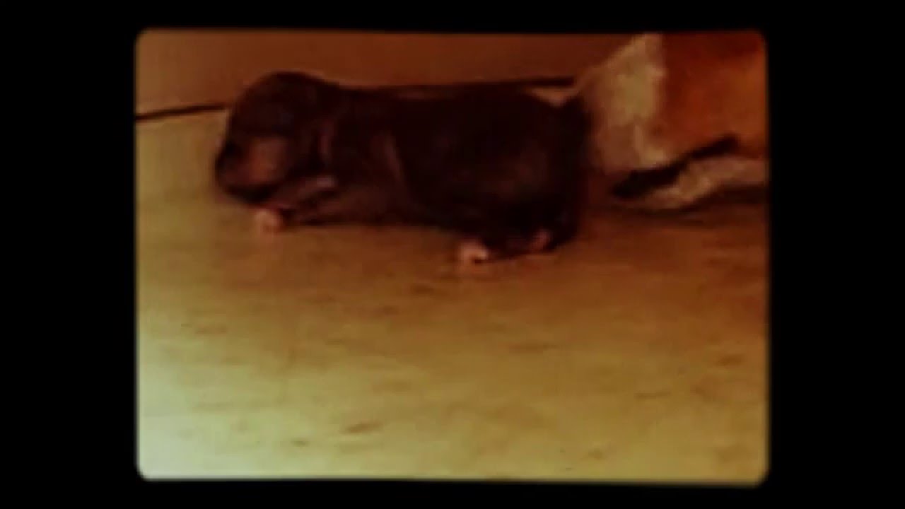 Corgi birth puppy - YouTube
