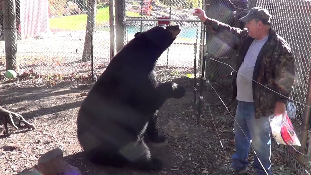 High five with a 600 pound Black Bear - YouTube