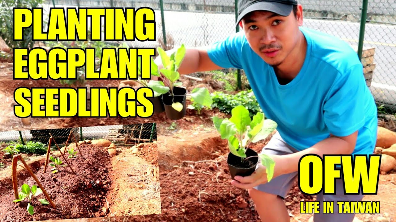 How to Plant Eggplant Seedlings/Paano magtanim ng Punla na Talong - YouTube