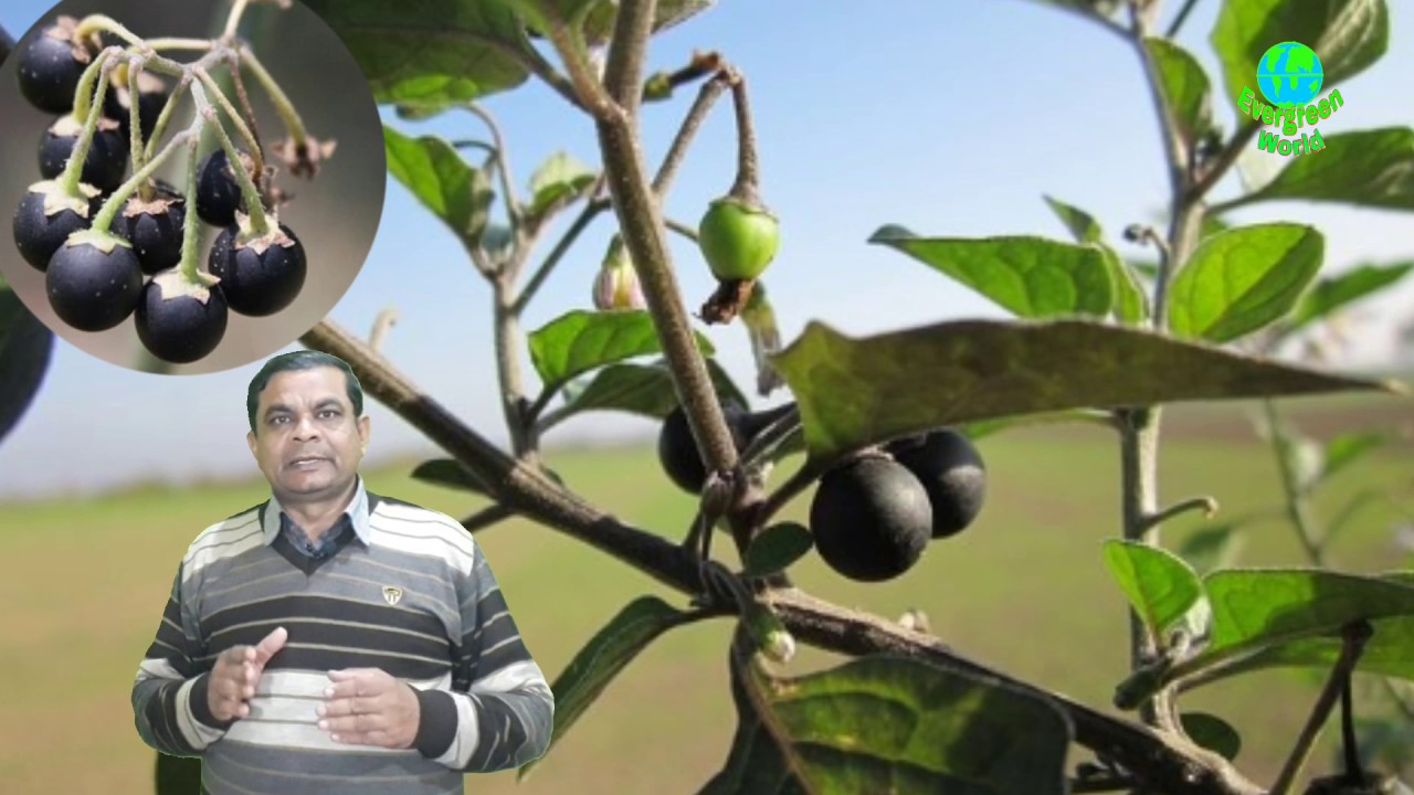 Makoi , मकोय के पांच चौकाने वाले फायदे , Makoi ke fayde in hindi - YouTube