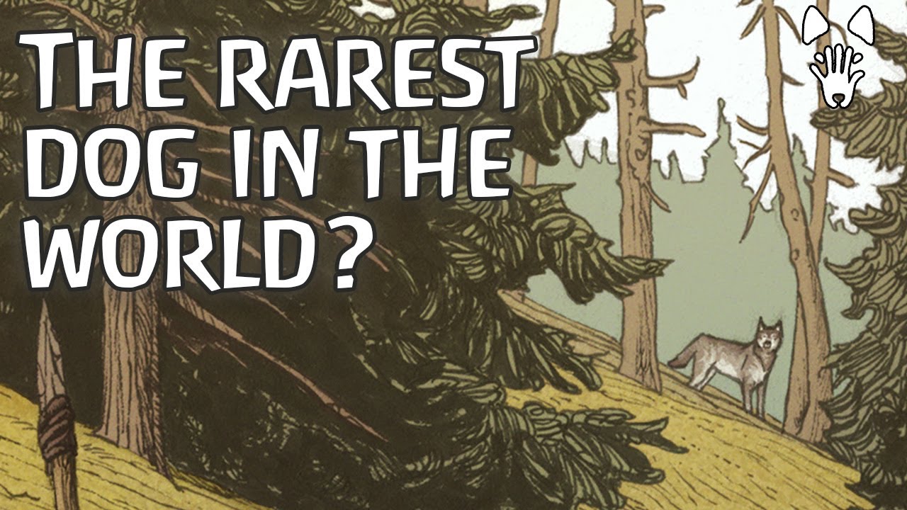 The rarest and most ancient dog in the world? - YouTube