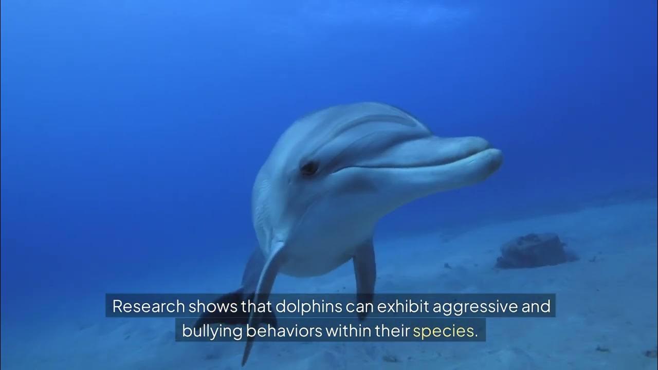 "Dolphin Social Behavior: Is There Bullying?" - YouTube