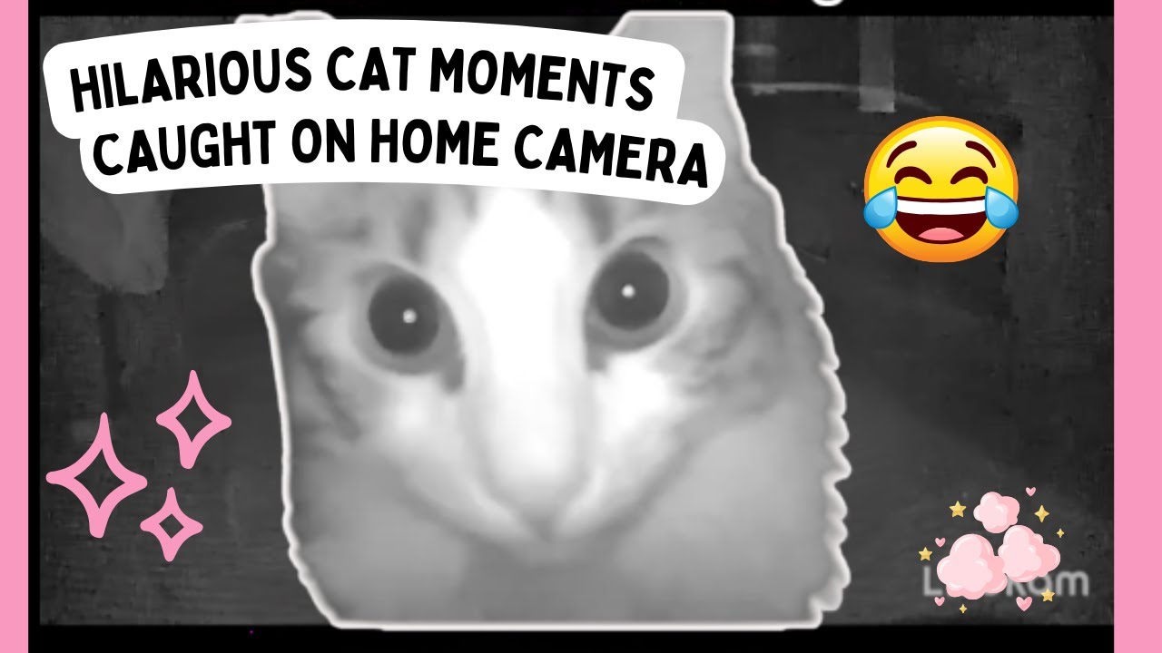 Caught on cam: my cat’s funniest moments - YouTube
