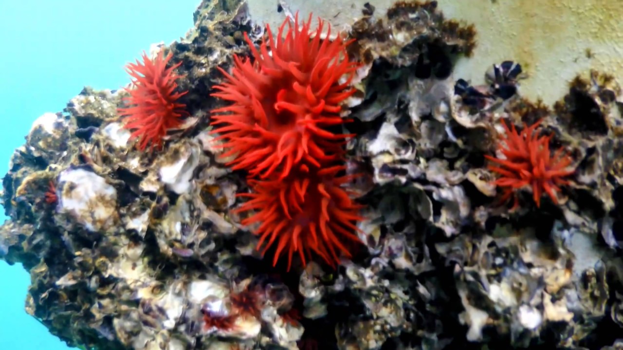 Flowers under the sea - YouTube