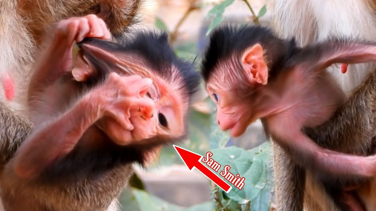 [ Baby Sam Smith ], Wildlife Monkey, Sam Smith Babie She is Trying Hug ...