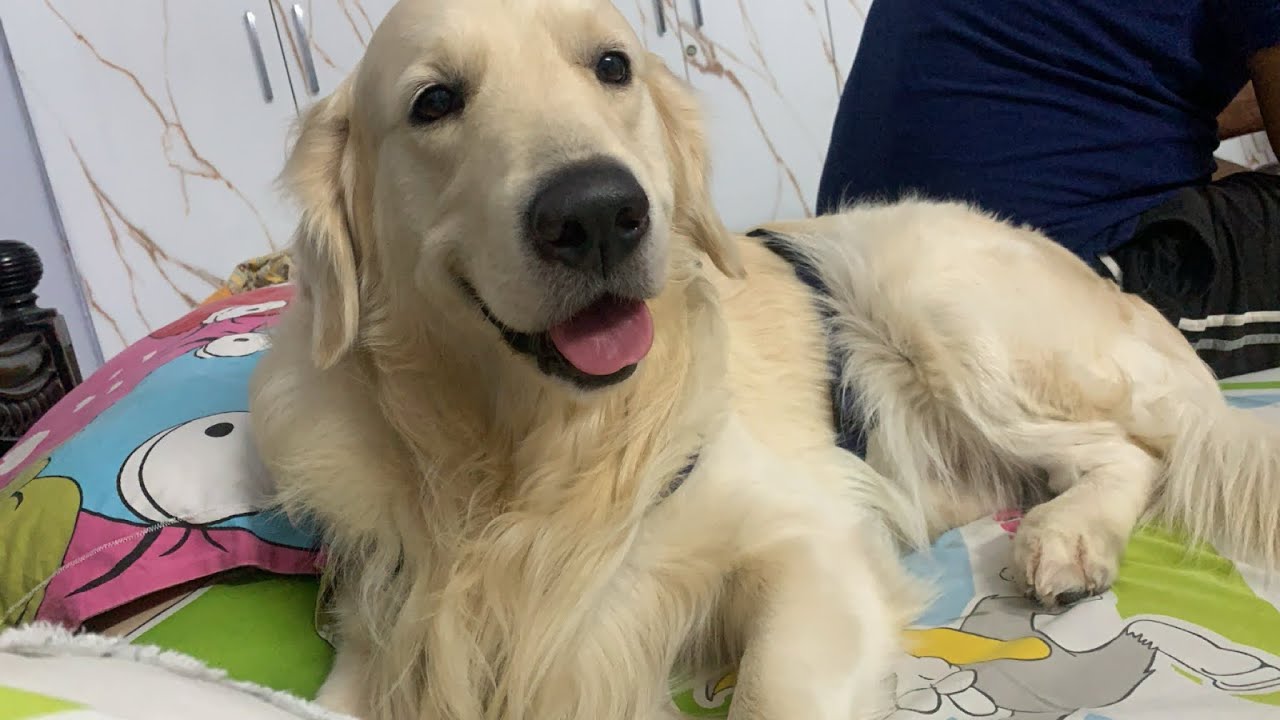 "Furry Friends Forever: Me and My Pup's Cutest Moments 🥰" - YouTube