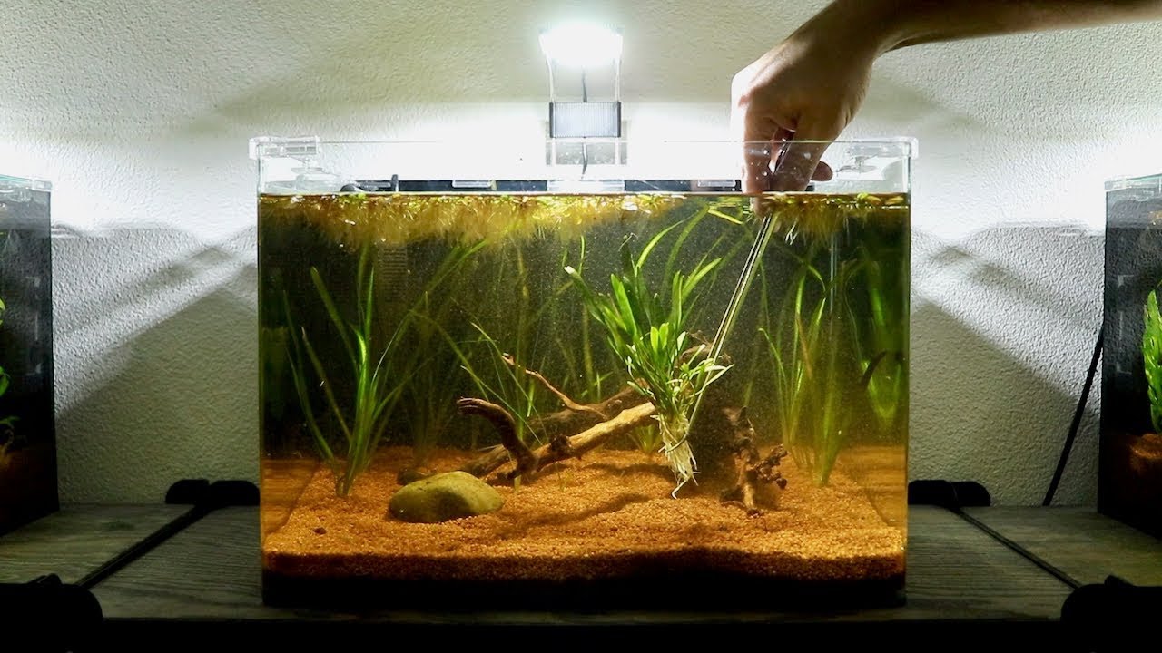 New Fish Tank Setup for my Female Halfmoon Betta - YouTube