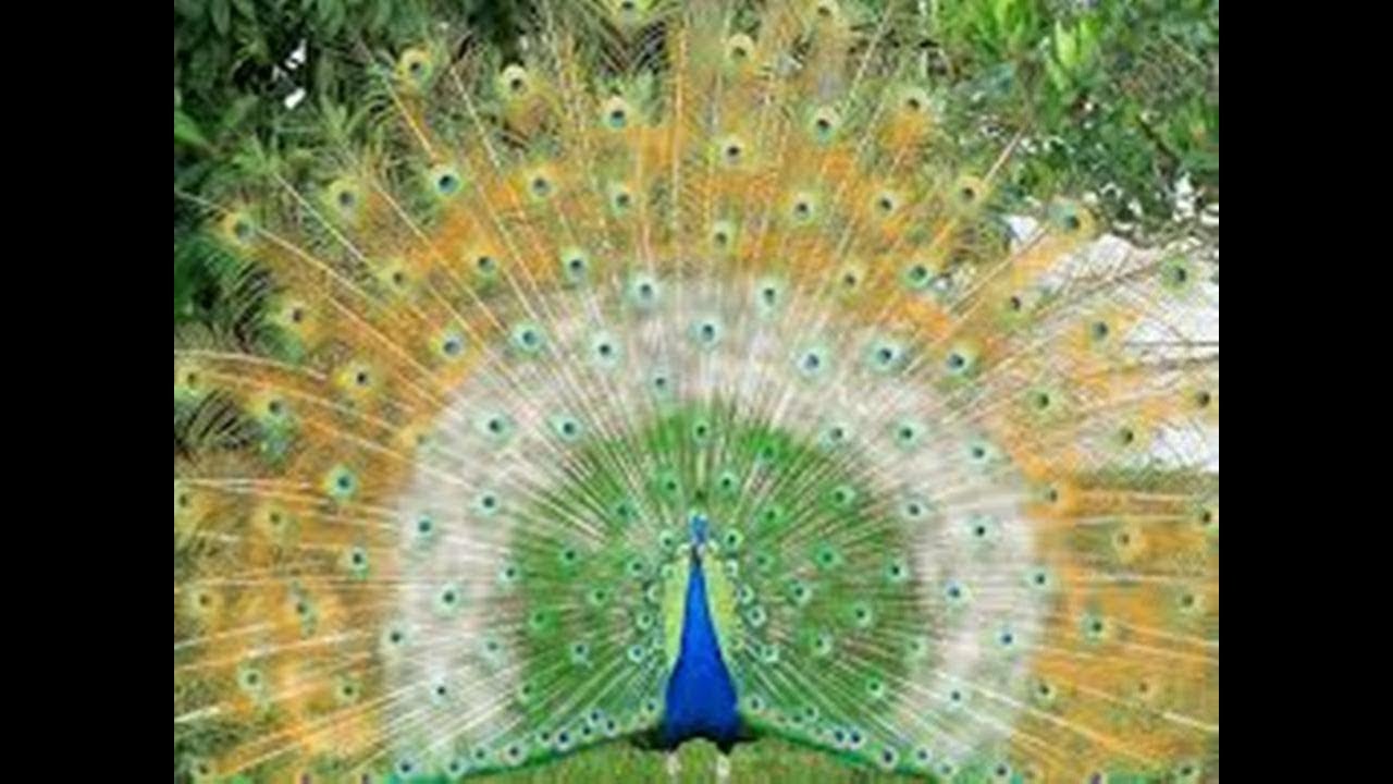 PEACOCK COMPLETE DANCE | NEVER SEEN CLIP | { HIGH QUALITY } - FULL HD ...