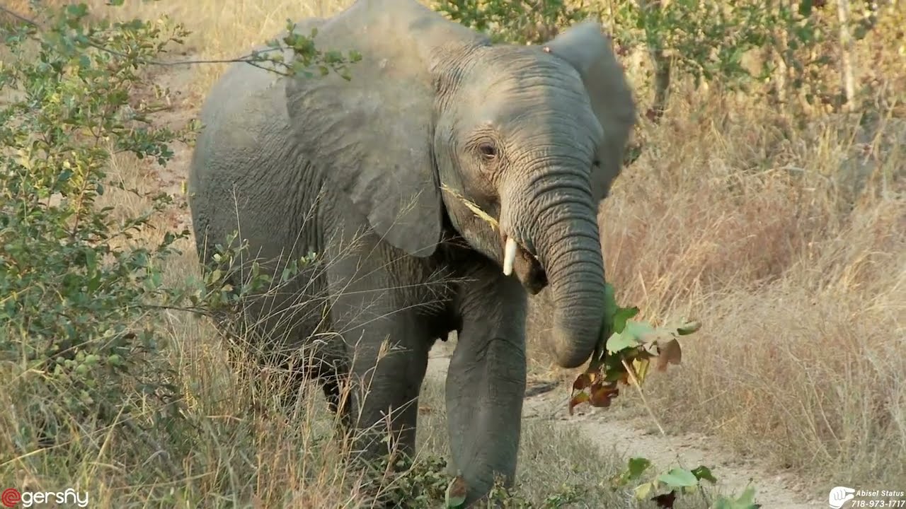 Abisel Elephants 🐘 - JewishTidbits