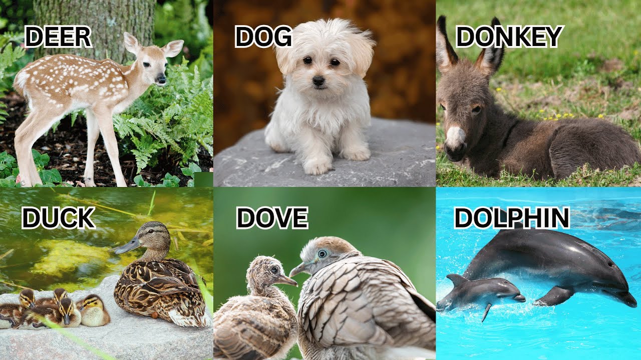 Dazzling D Discoveries: 10 Baby Animals Starting with D for Kids - YouTube