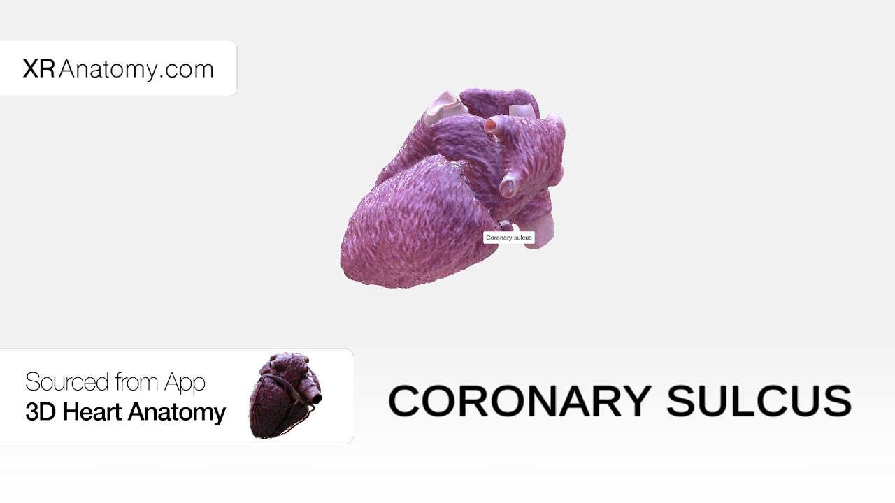 Coronary sulcus - YouTube