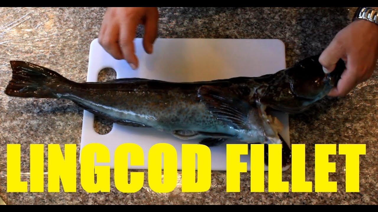 How to Fillet Lingcod using Rapala Eletric Fillet Knife - YouTube