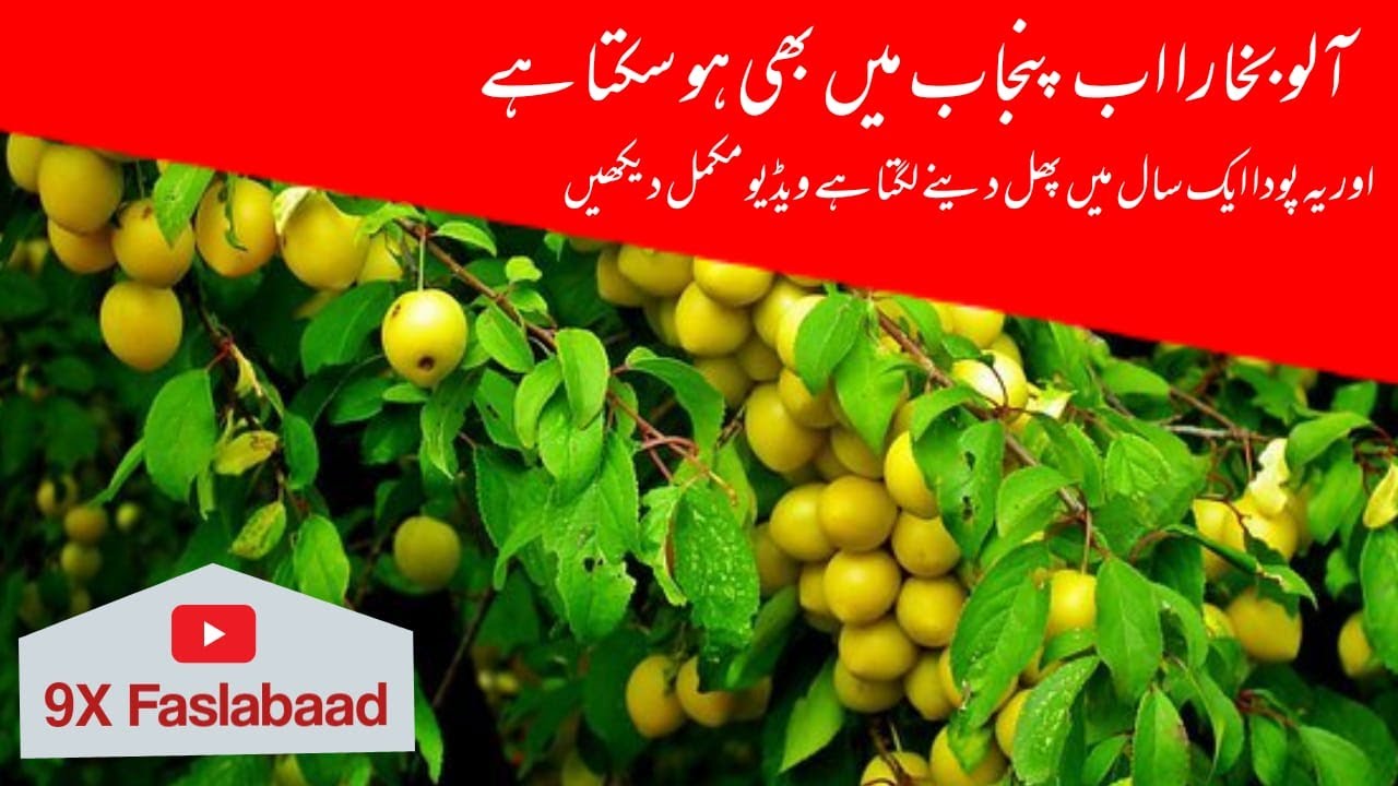 Aloocha |Alocha Plum Aalo Bukhara Sweet Fruit Plant Punjab #aloobukhara ...