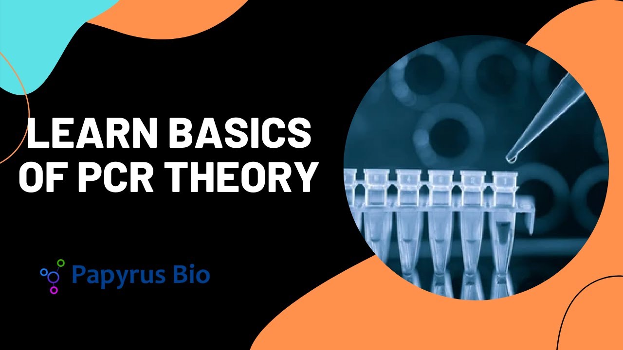 Polymerase-Chain Reaction (PCR) Theory | Papyrus Bio - YouTube