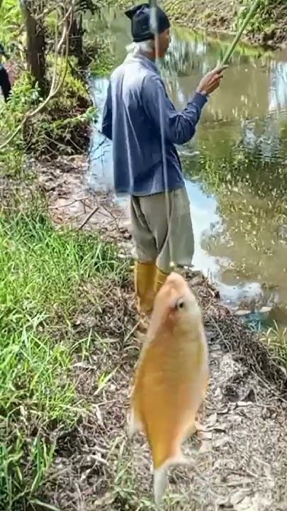 rame rame Lagi mancing ikan wader di sungai panjang cuy - YouTube