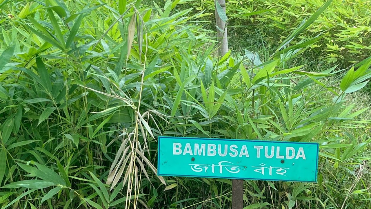 Bambusa tulda bamboo plant | All varieties of Bamboo plants available ...