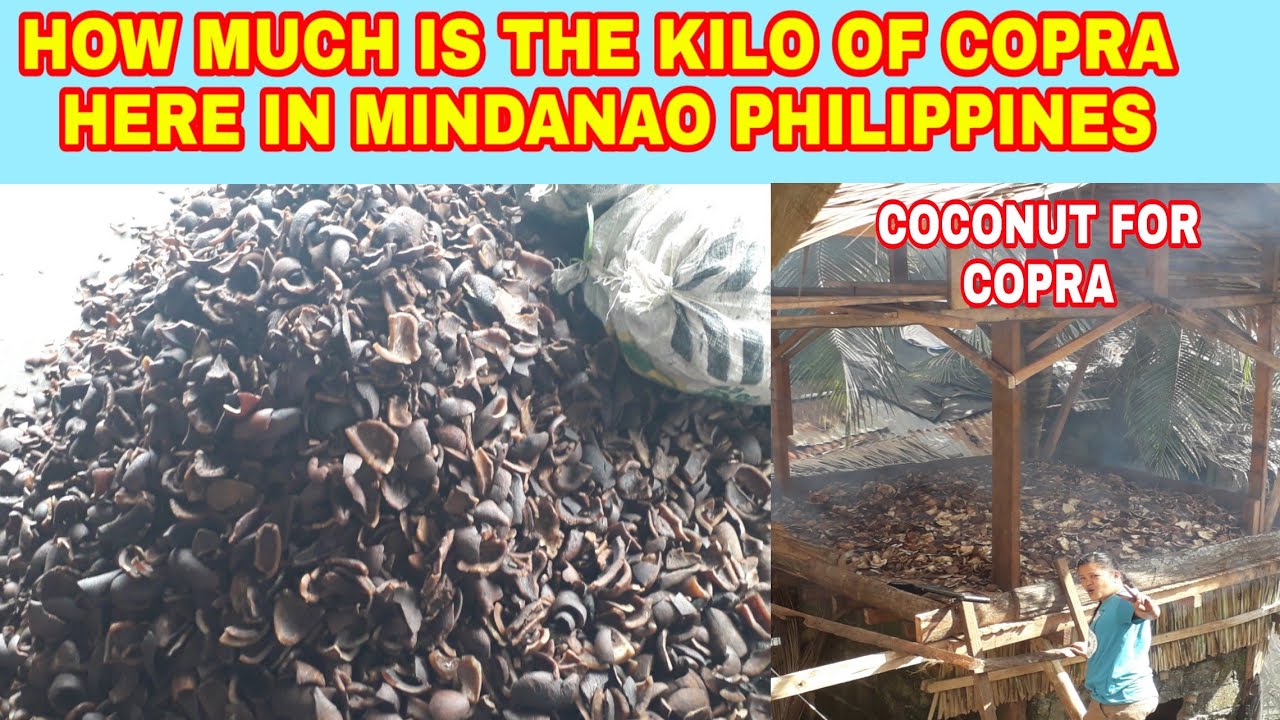HOW MUCH IS THE KILO OF COPRA HERE IN MINDANAO, PHILIPPINES / COCONUT ...