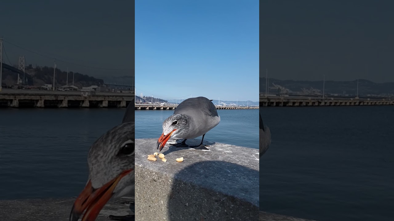 The definition of snarfing - YouTube