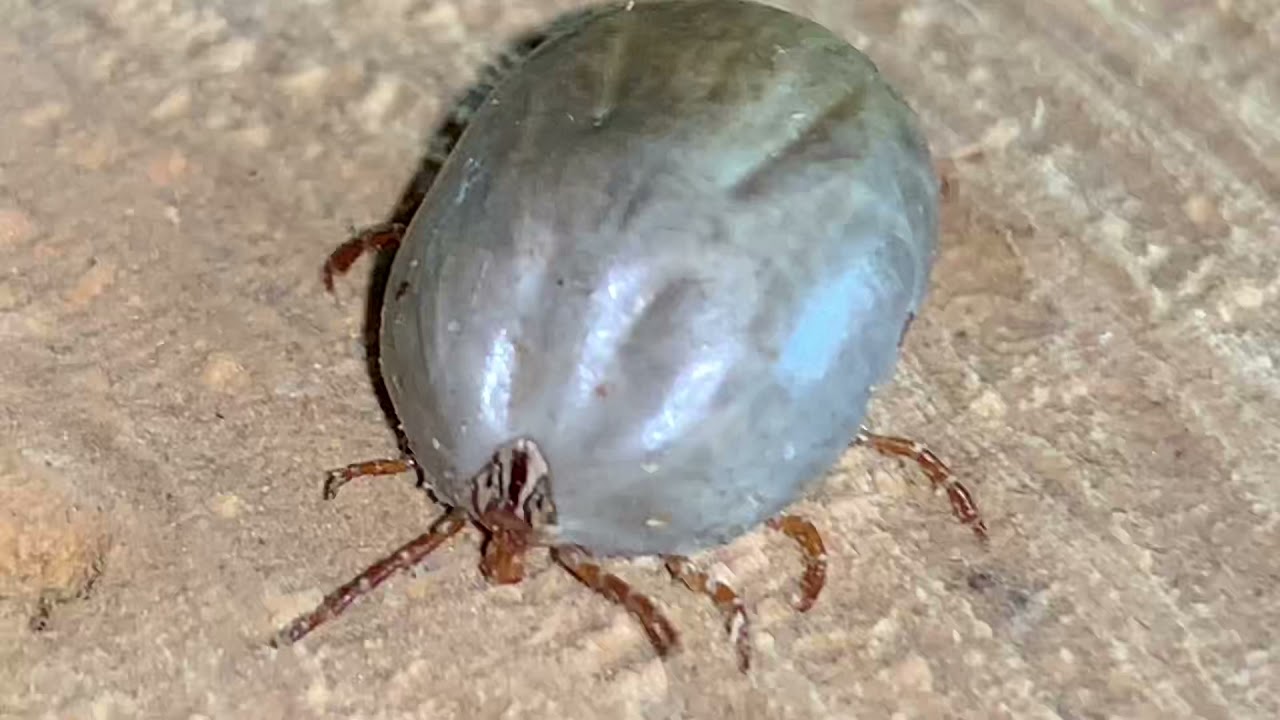 Removing ticks from sheep - YouTube