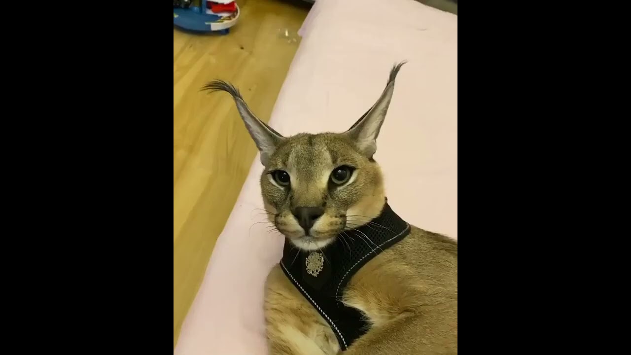 Big Floppa Original Video (REAL) - YouTube