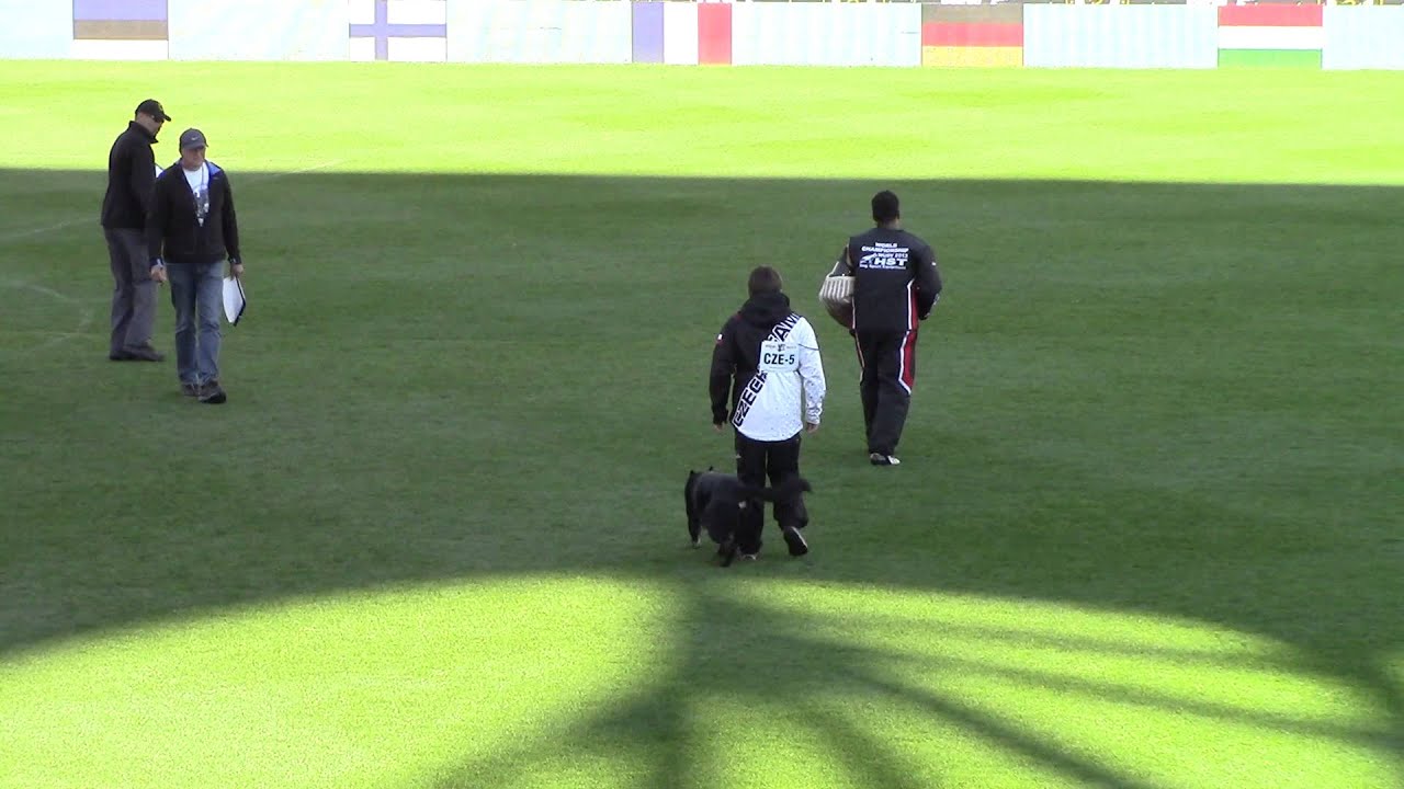 2013 WUSV Martin Matousek and Furia Drapa 91 c - Czech Republic - YouTube