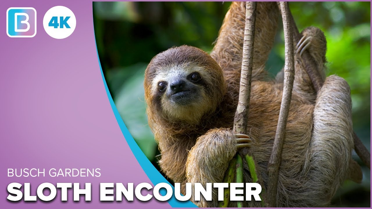 [4K] Sloth Encounter | Animal Experience | Busch Gardens | January 2022 ...