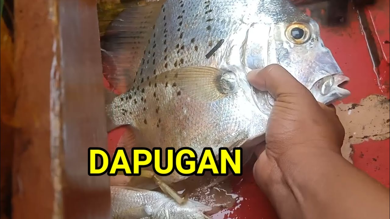 DAPUGAN FISH#ma'am Liza channel - YouTube