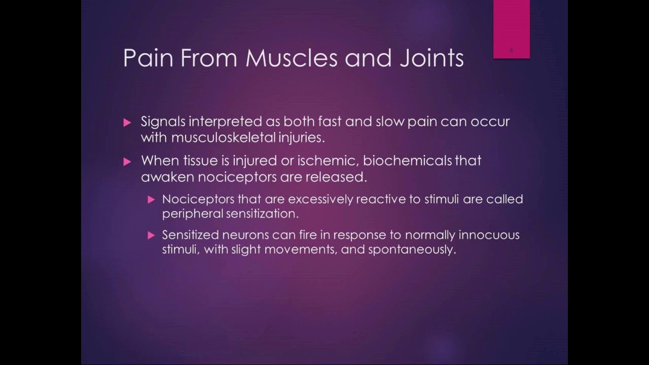 Chapter 11 Lecture Part 5 Pain Matrix - YouTube