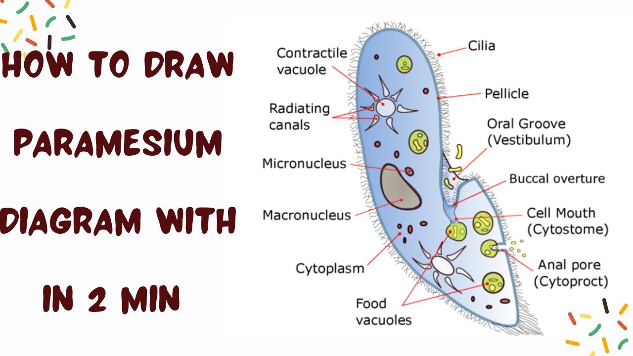 OPAL's Diagram-Paramecium #Howtodrawstepbystep #paramecium # ...