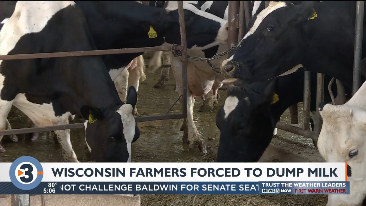 Wisconsin farmers forced to dump milk due to processing plant issues ...