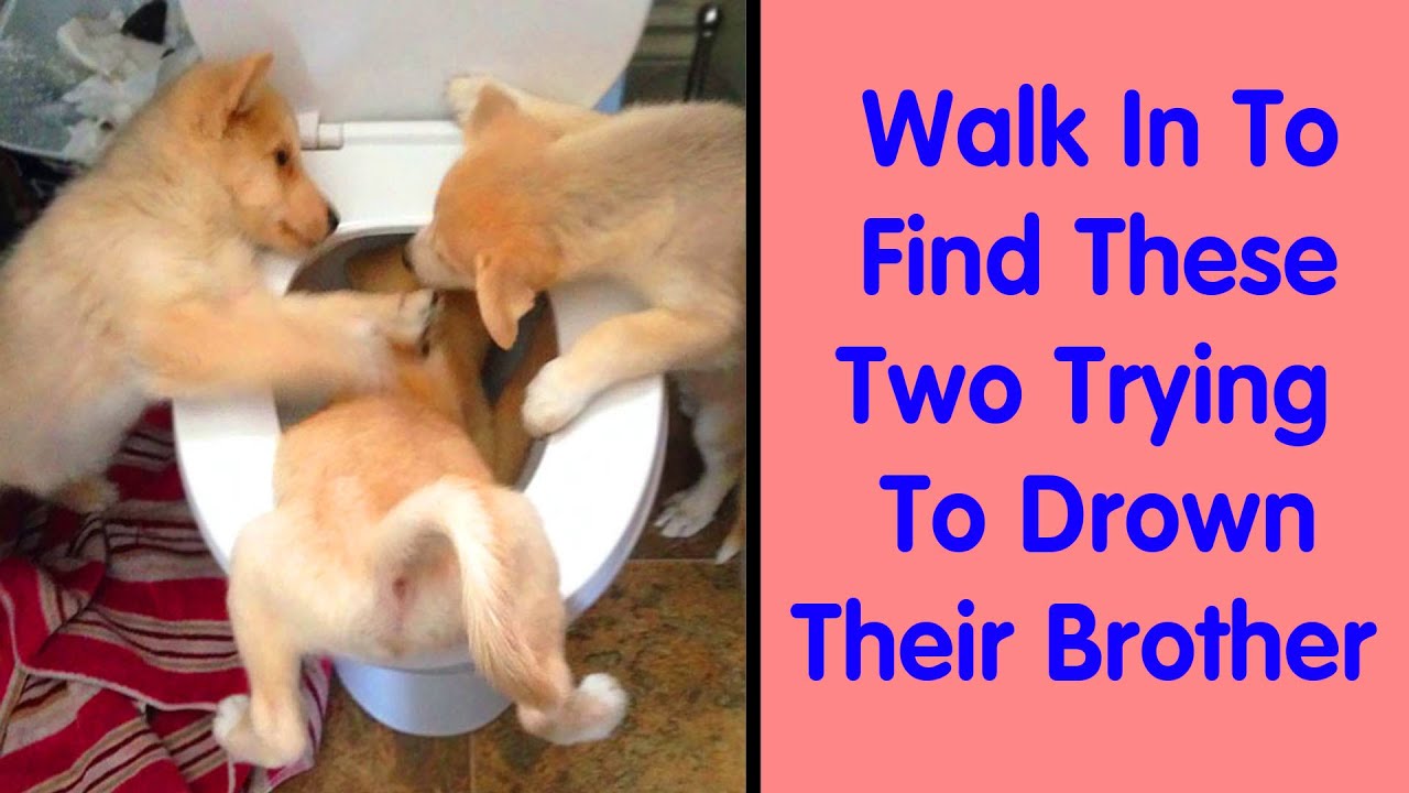 50 Hilarious Pics Of Dogs Acting Weird - funny dogs - YouTube