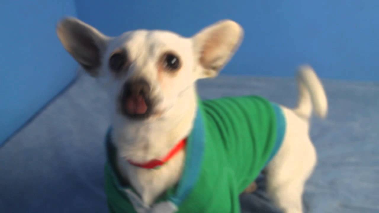 Meet Wubzee a Welsh Corgi Pembroke currently available for adoption at ...