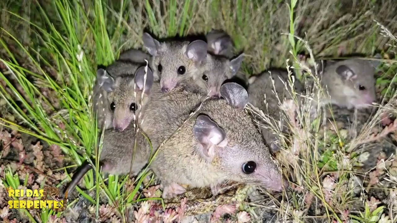 filhotes da mamãe cuíca se alimentando da cobra cascavel - YouTube