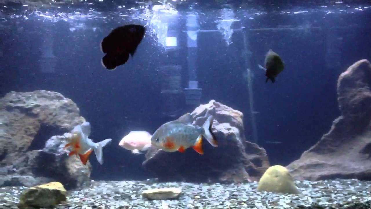 Pacu, tiger oscars and red tailed cat - YouTube